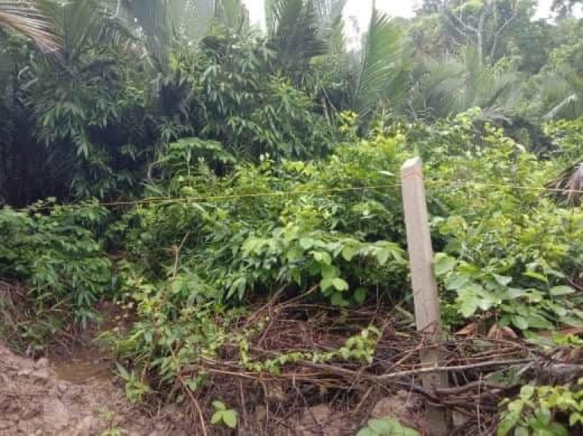 Palawan farmland/ 15 hectares/ 70 per square meter.