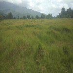 Farm Rice Fields 2.8 Hectares In Poblacion Narra, Palawan